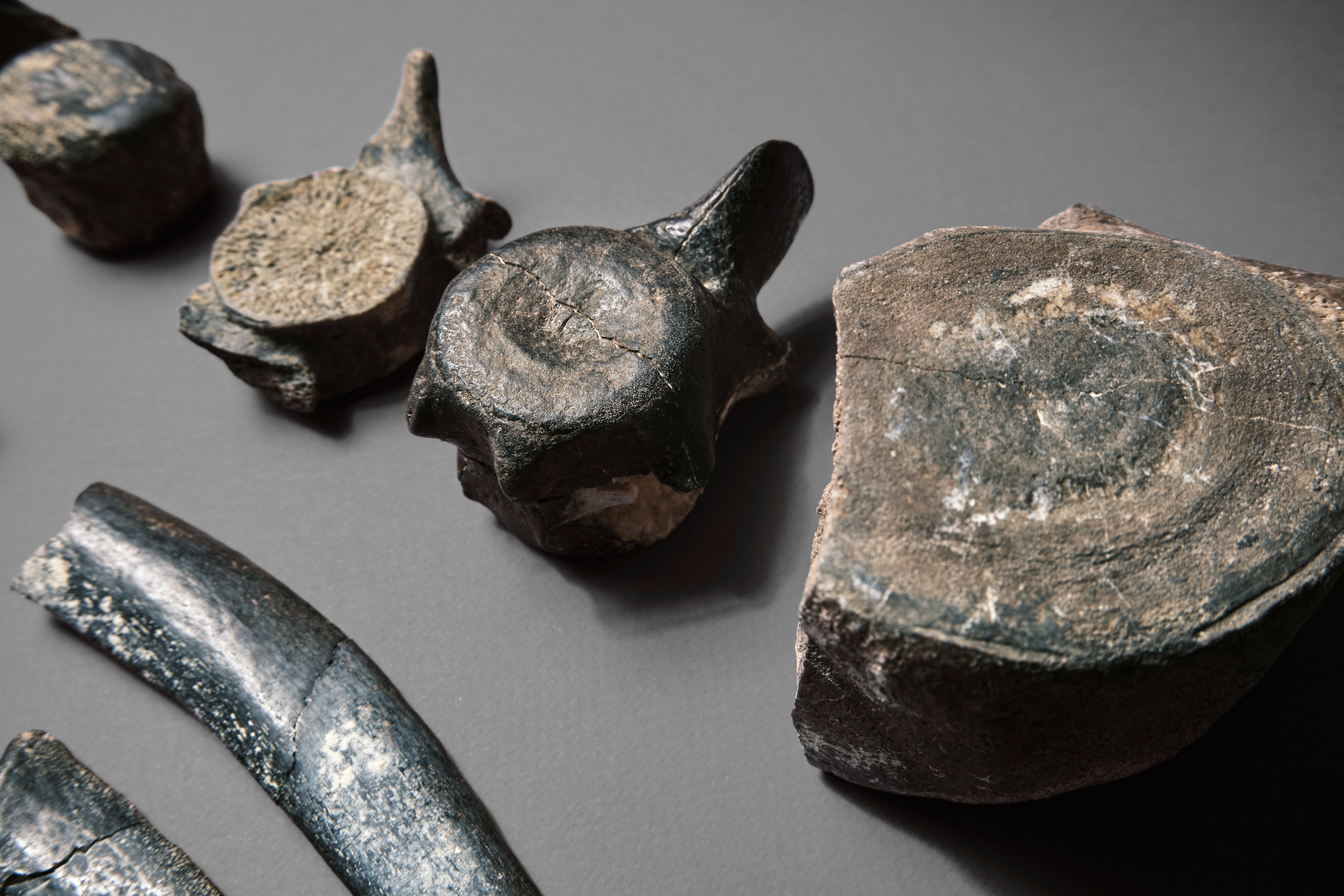 The Strongest People from the Heart of Polynesia: The Samoans and Thei ...